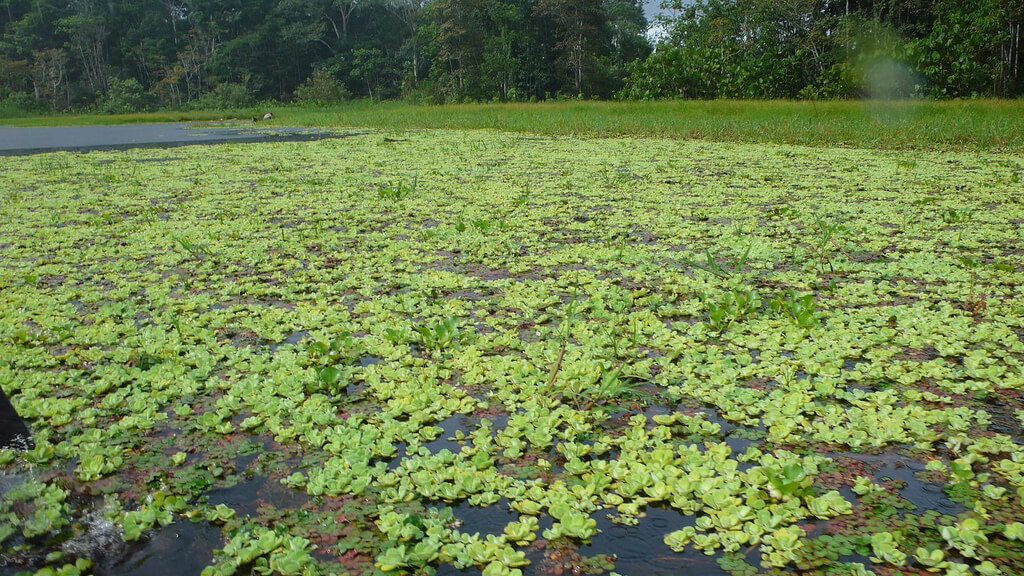 Best time to go to Leticia | Weather and Climate. 3 months to avoid!